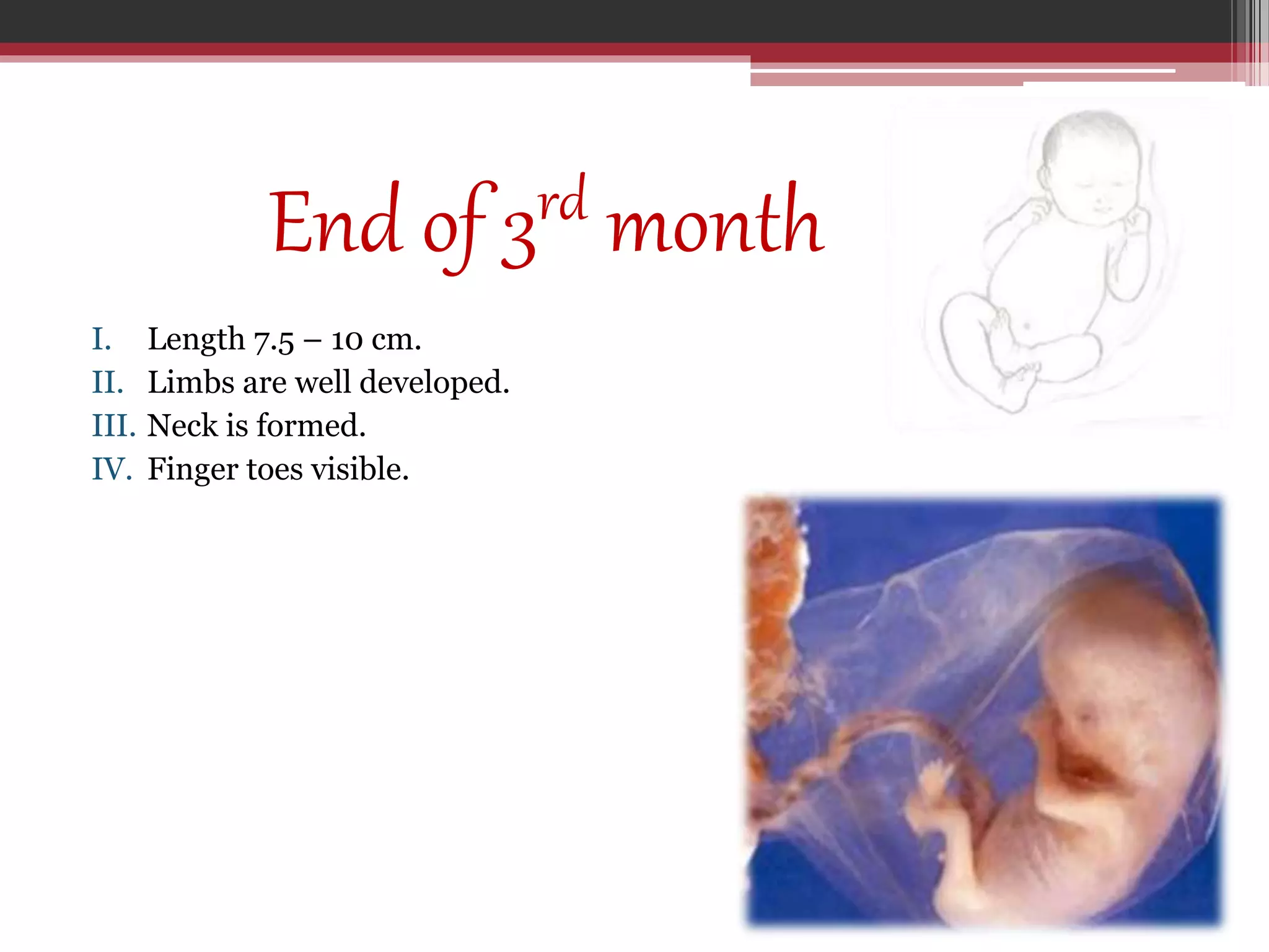 Fetal age & gender determination. | PPTX