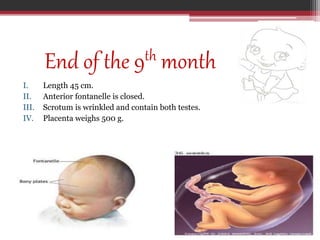 Fetal age & gender determination. | PPTX