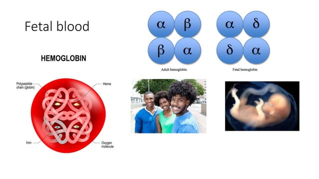 Fetal and adult blood.pptx