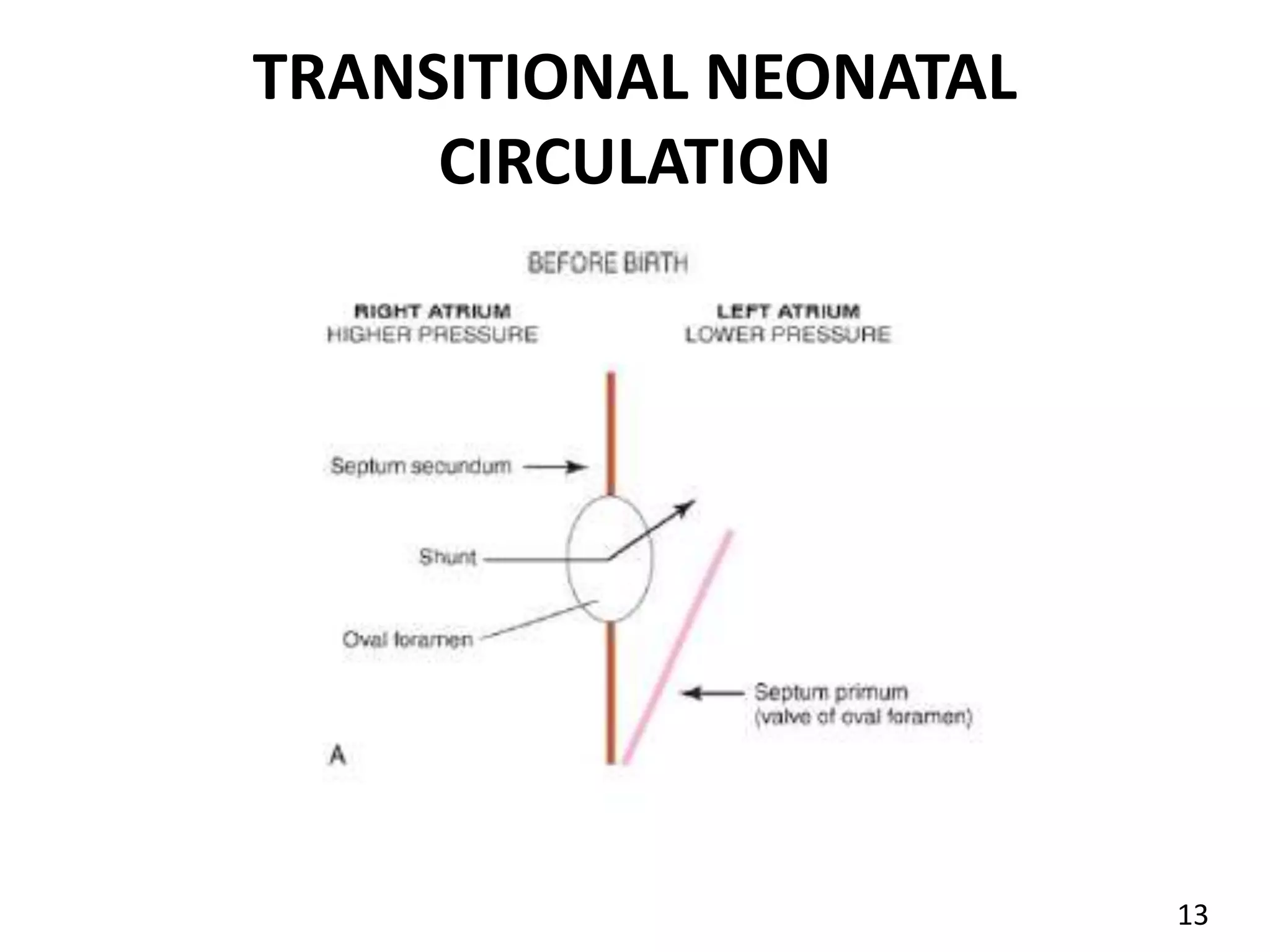 FETAL AND NEONATAL CIRCULATION lecture.pptx