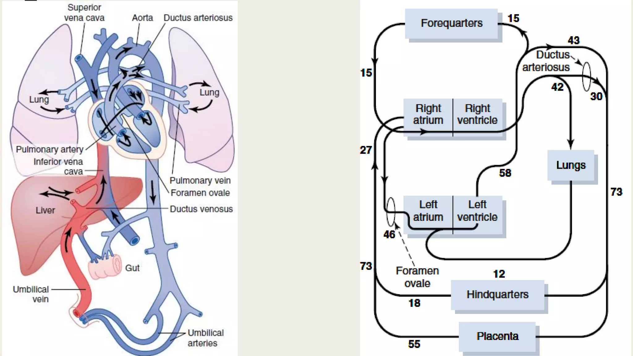 Fetal and neonatal physiology | PDF