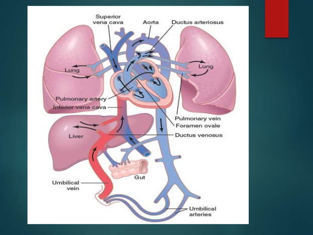 Fetal and neonatal physiology