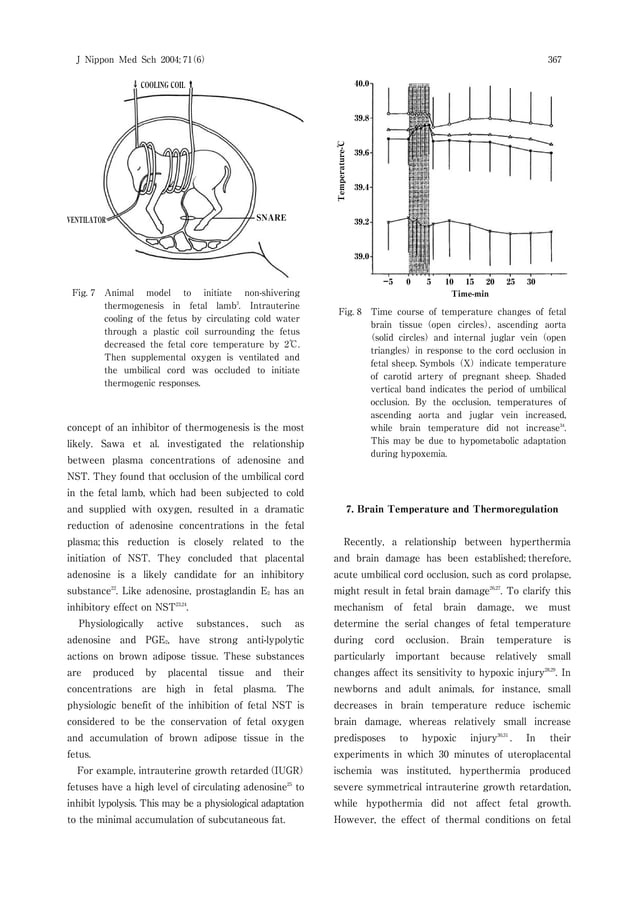Fetal and neonatal thermoregulation