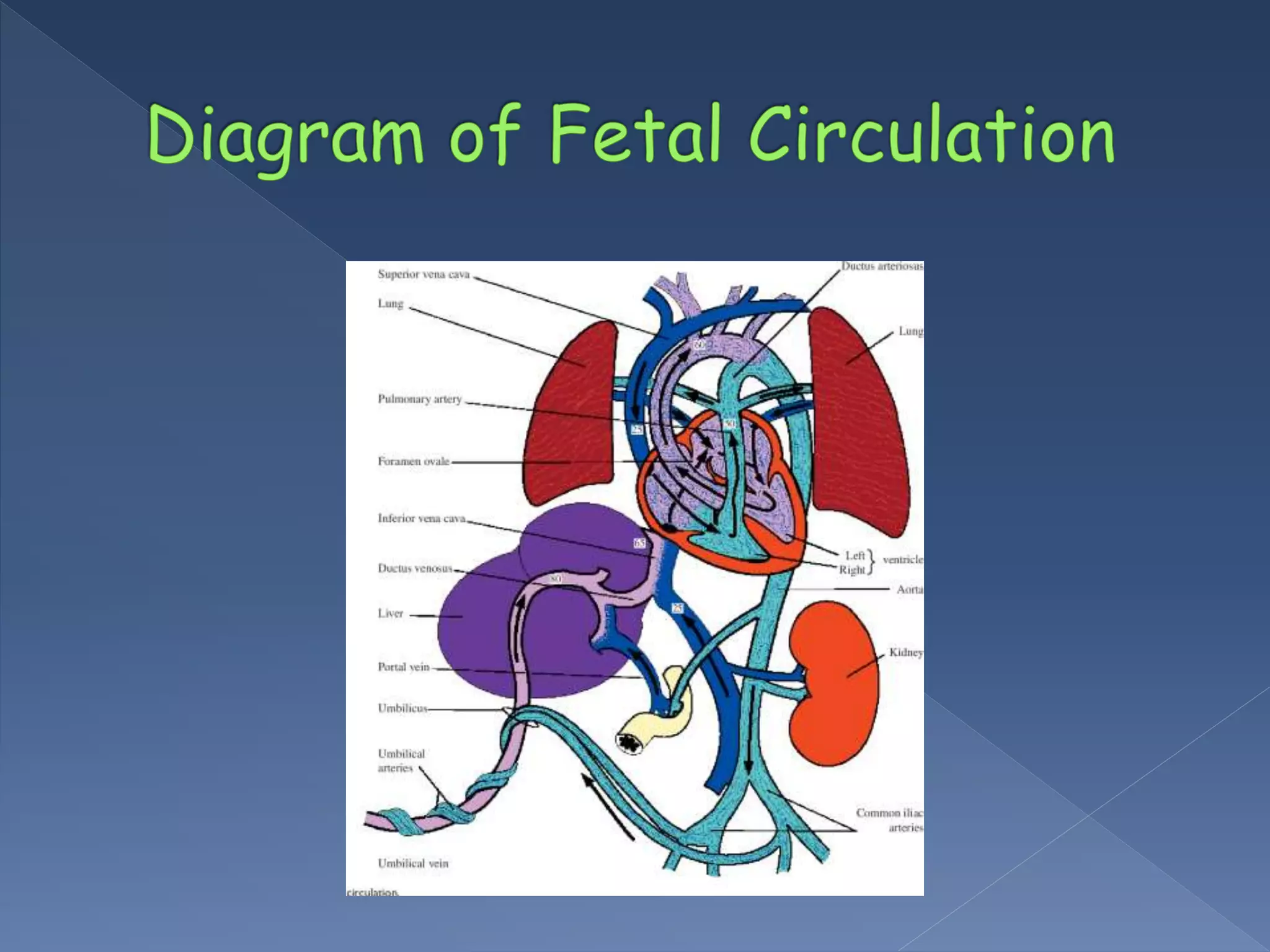 Fetal and perinatal circulation | PPT