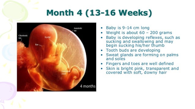 Development Of Placenta During Pregnancy