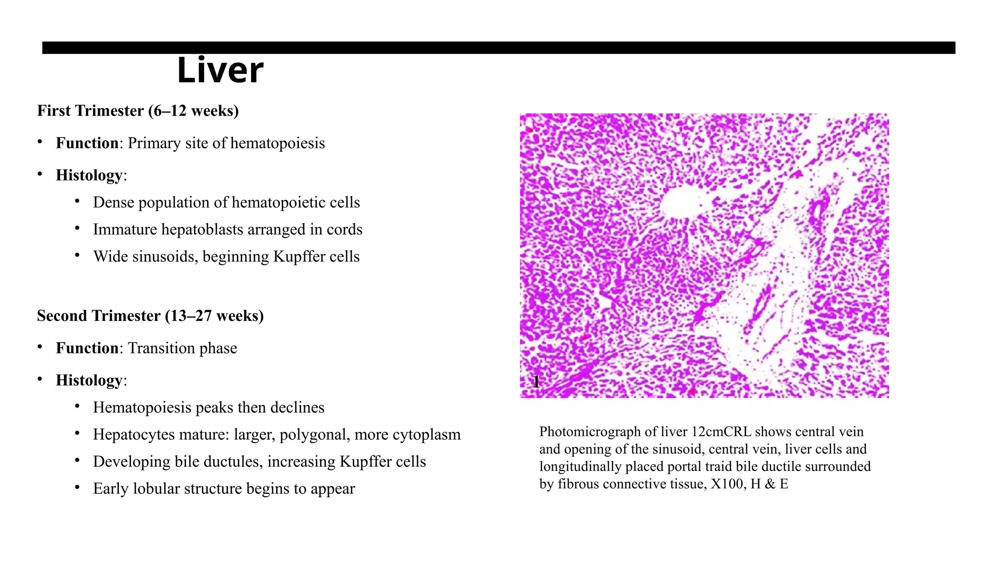 Comprehensive Fetal Autopsy in a Case of Prematurity with Patent Ductus ...