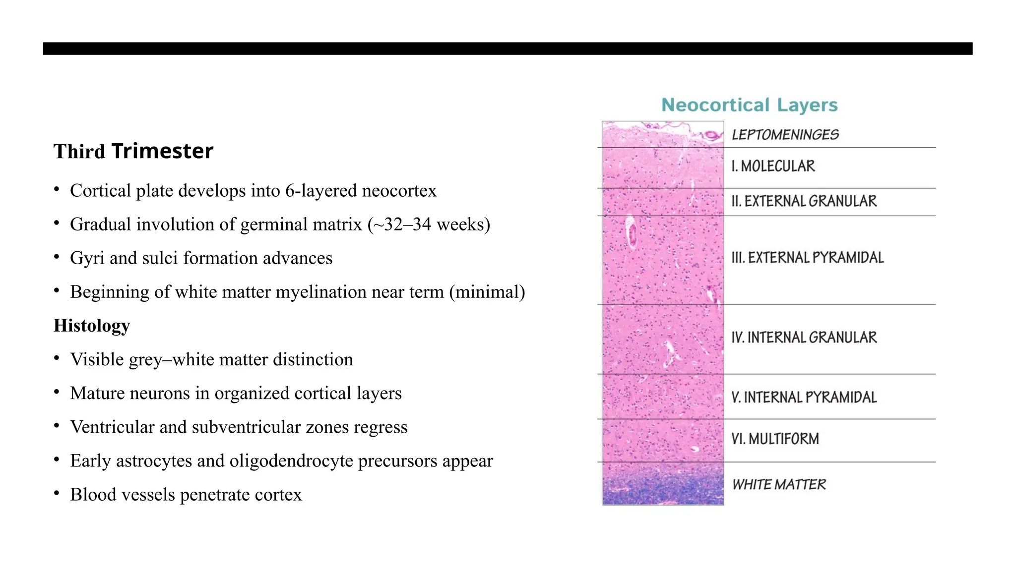 Comprehensive Fetal Autopsy in a Case of Prematurity with Patent Ductus ...