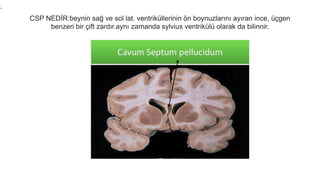 FETAL BEYİN CSP.pptx