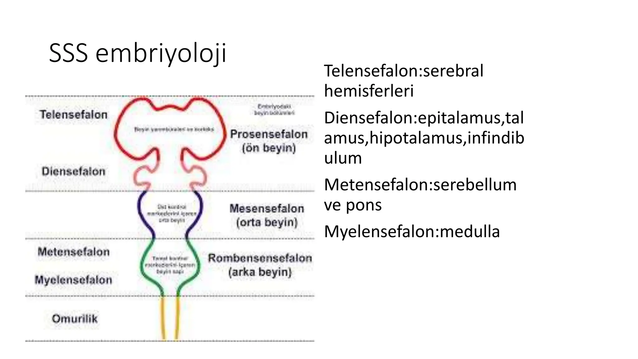 DR.BAHRİ YILDIZ FETAL BEYİN ULTRASONOGRAFİSİ,FETAL BEYİN +CSP+NT ...