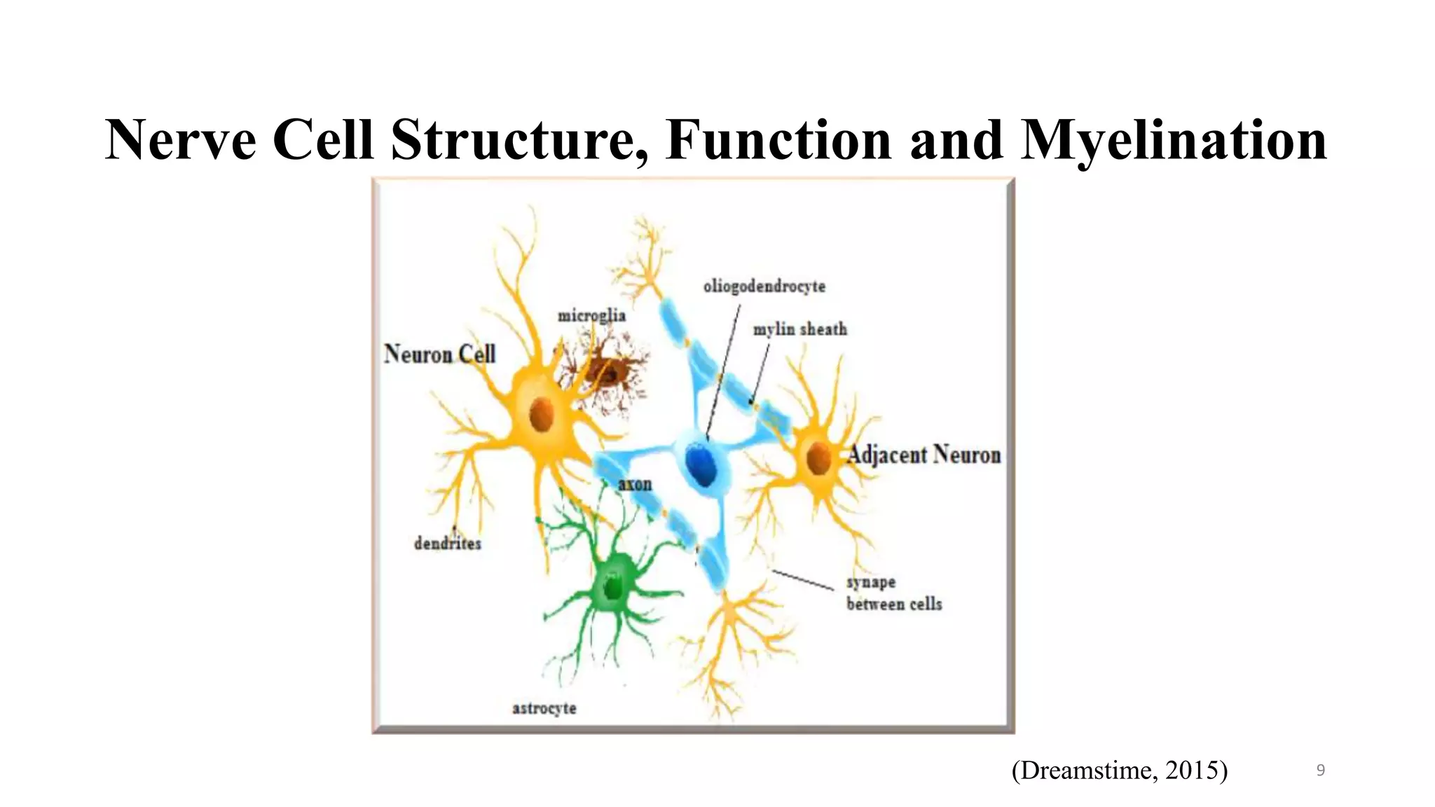 Fetal brain development and cellular functions | PPTX