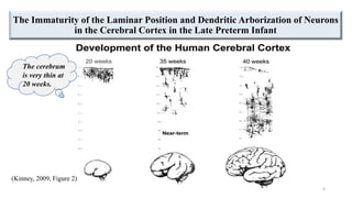 Fetal brain development and cellular functions | PPTX
