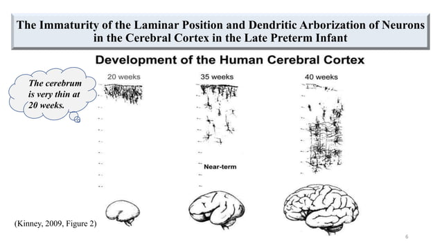 Fetal brain development and cellular functions | PPTX