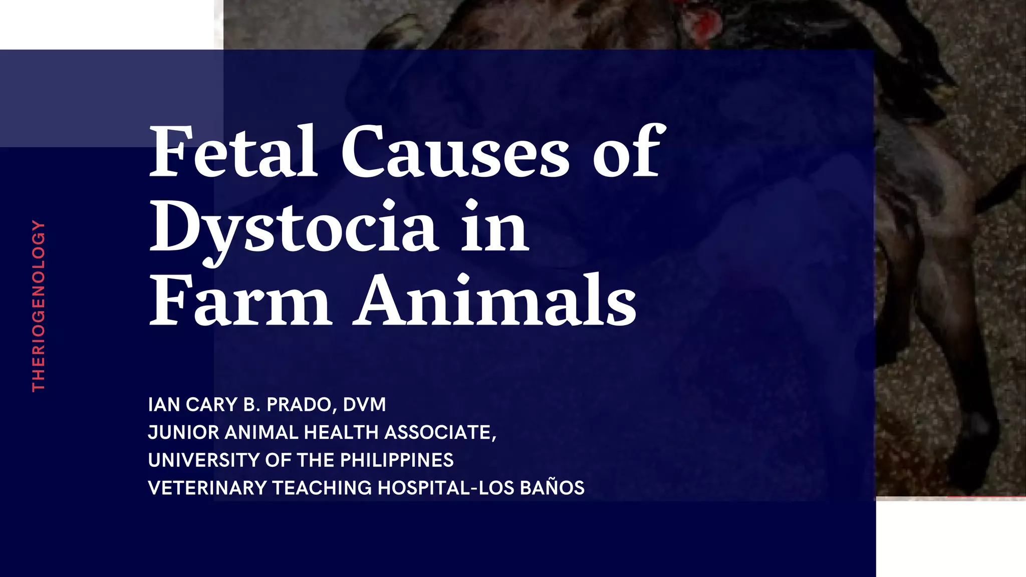 Fetal causes of dystocia in farm animals | PDF