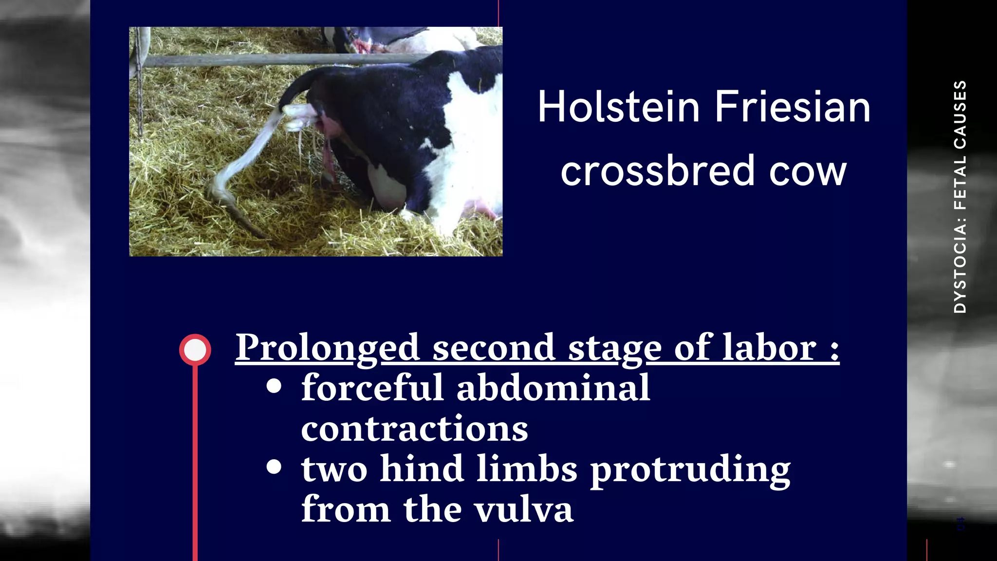Fetal causes of dystocia in farm animals | PDF