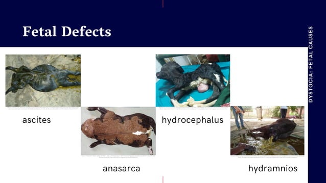 Fetal causes of dystocia in farm animals | PDF
