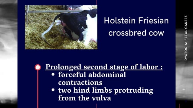 Fetal causes of dystocia in farm animals | PDF