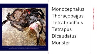 Fetal causes of dystocia in farm animals | PDF