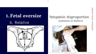 Fetal causes of dystocia in farm animals | PDF
