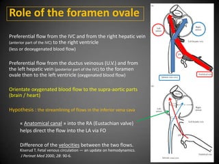 Fetal circulation, Schleich | PPT