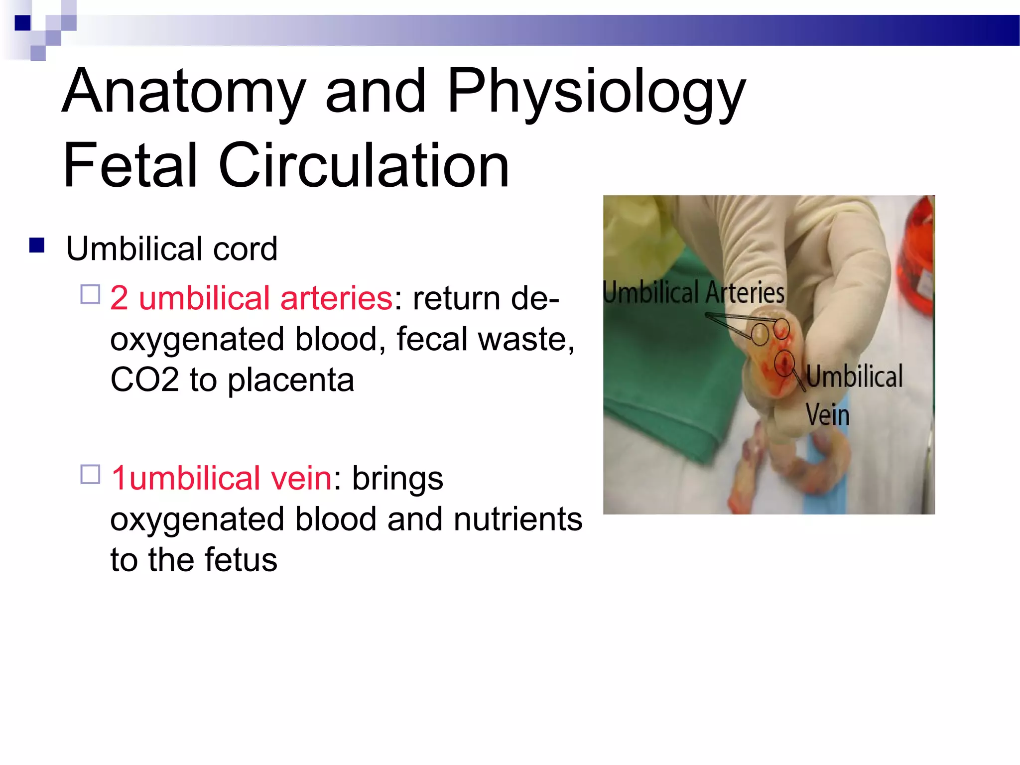 Fetalcirculation | PPT