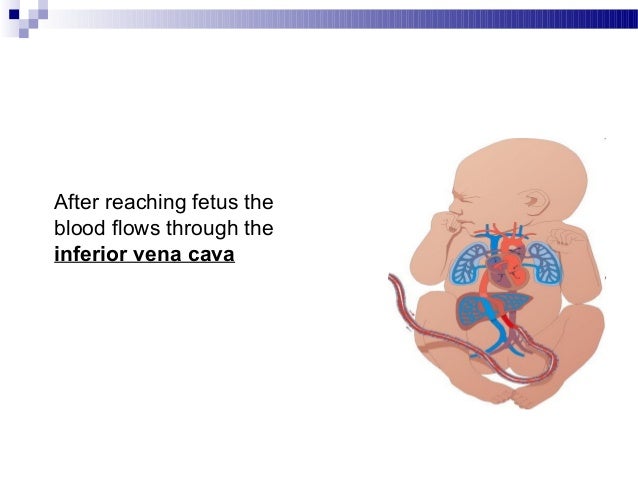 Fetal Circulation – DR. TRYNAADH