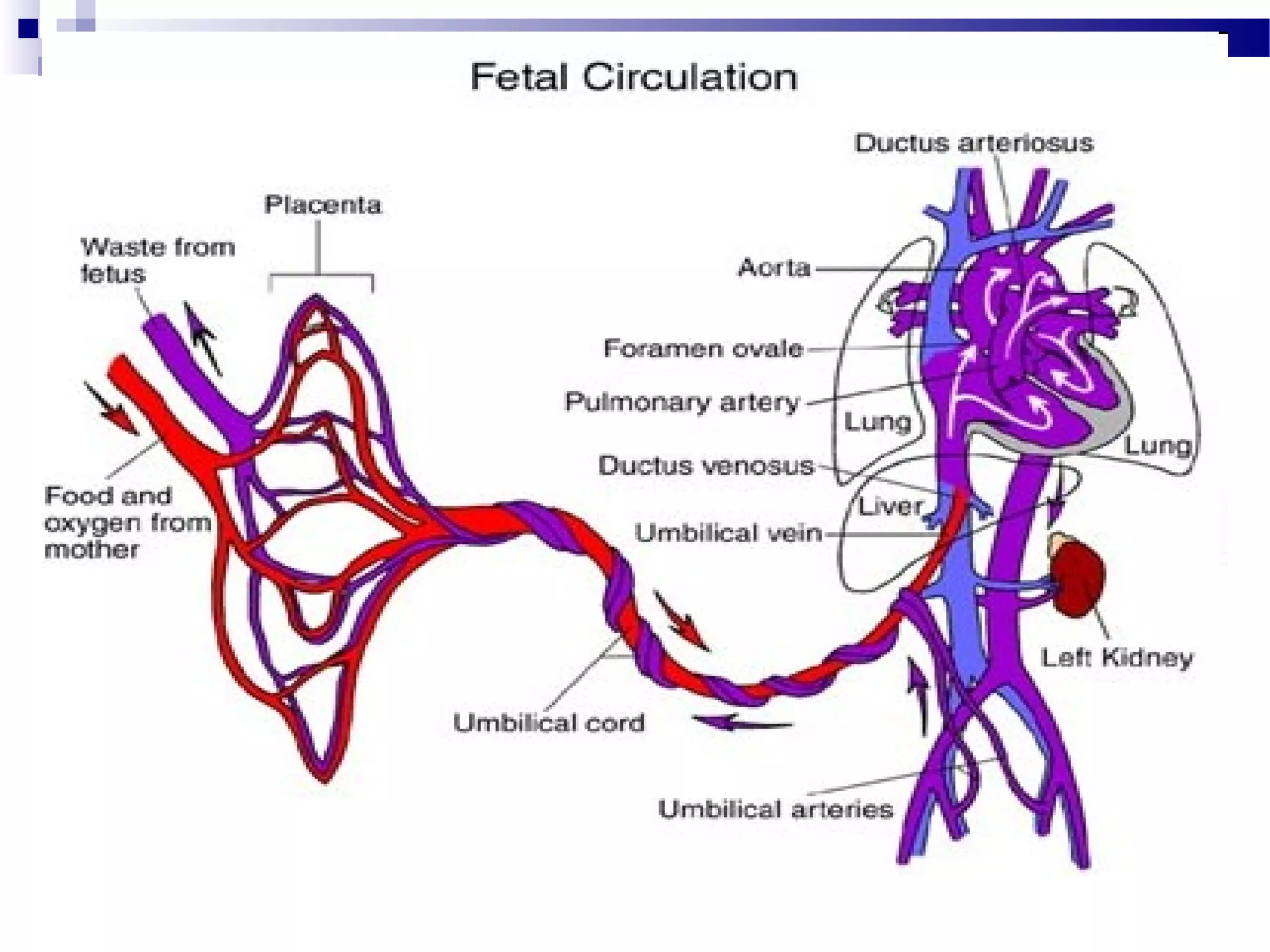 Fetalcirculation | PPT