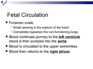 Fetalcirculation | PPT
