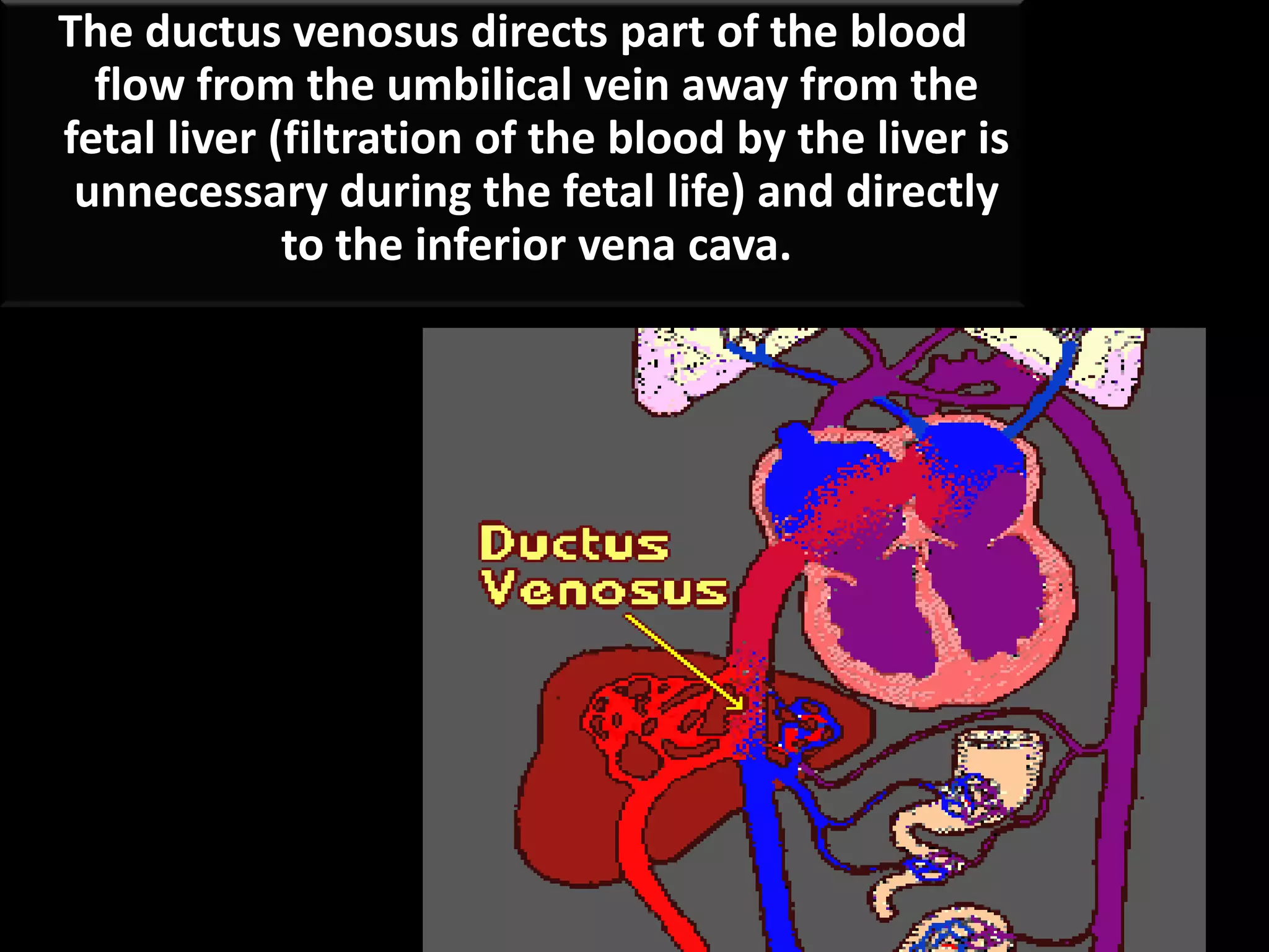 Fetal Circulation by Barkha Devi,Lecturer,Sikkim Manipal College of ...