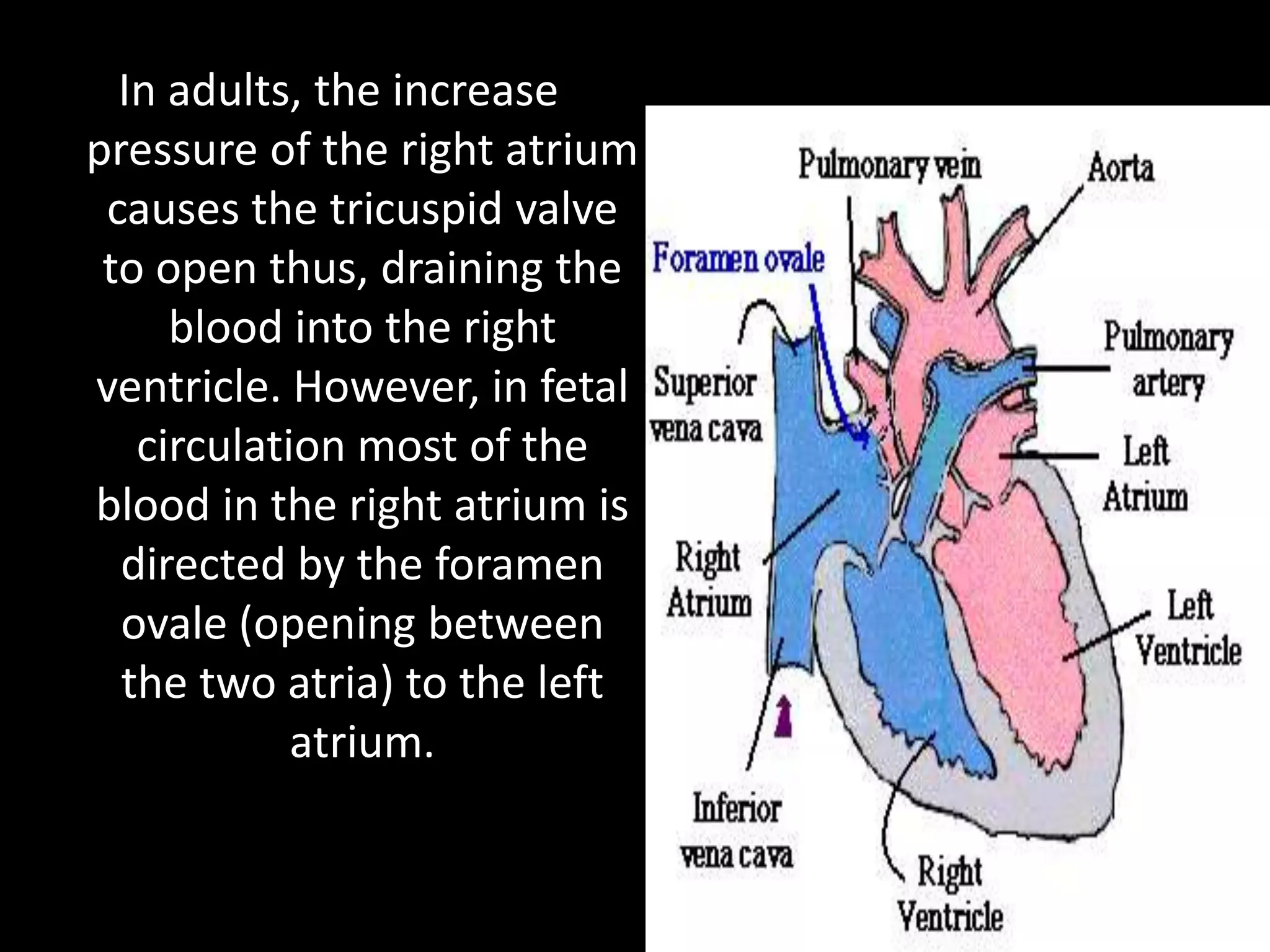 Fetal Circulation by Barkha Devi,Lecturer,Sikkim Manipal College of ...