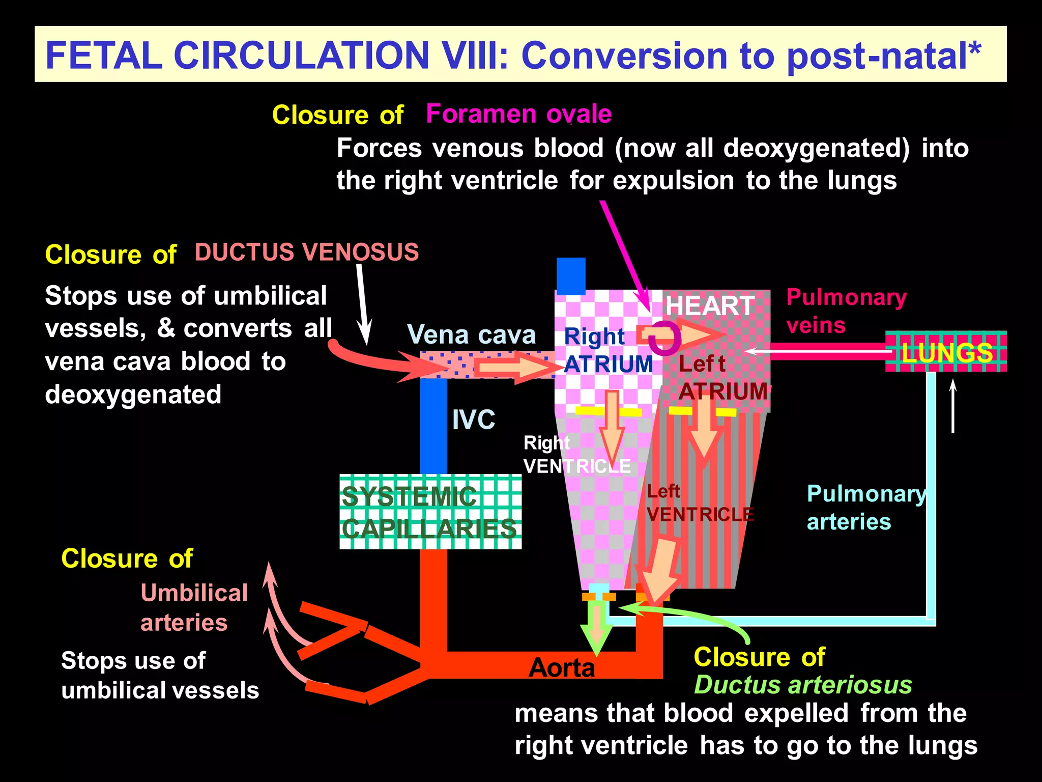 Fetal Circulation by Barkha Devi,Lecturer,Sikkim Manipal College of ...
