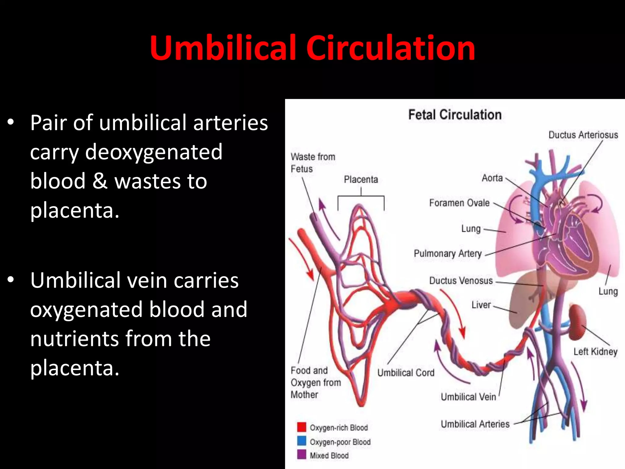 Fetal Circulation by Barkha Devi,Lecturer,Sikkim Manipal College of ...