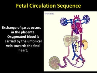 Fetal Circulation by Barkha Devi,Lecturer,Sikkim Manipal College of ...