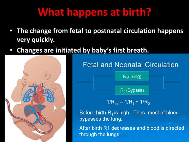 Fetal Circulation by Barkha Devi,Lecturer,Sikkim Manipal College of ...