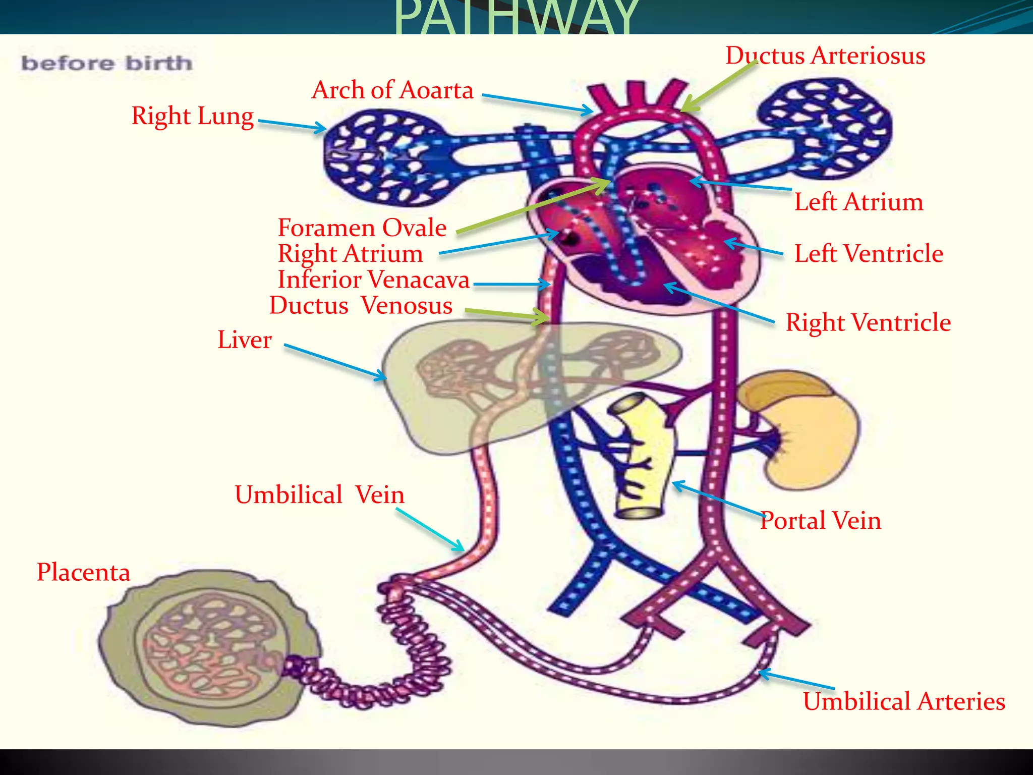 fetalcirculation-140327113029-phpapp02.pdf