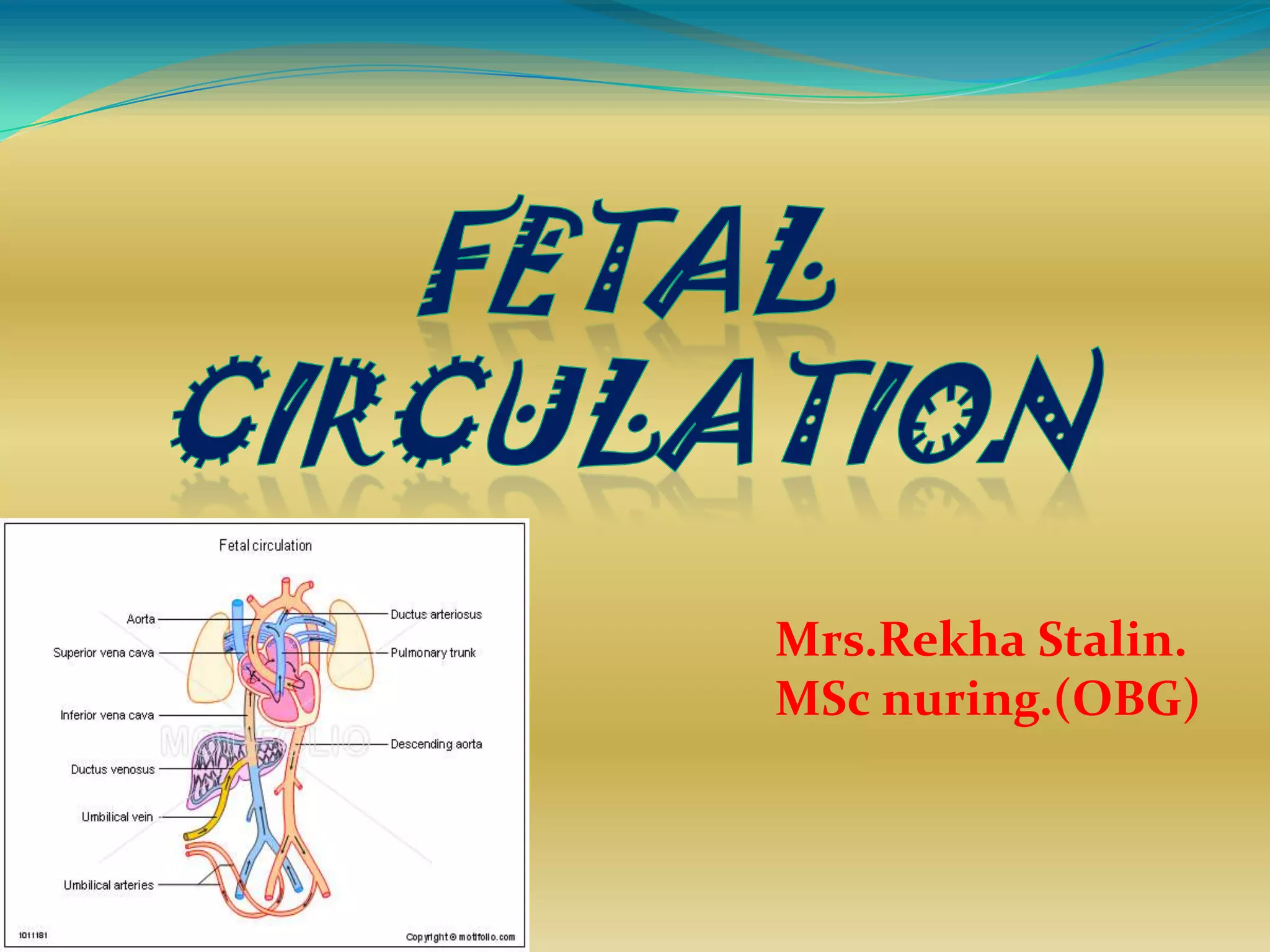 Fetal Circulation Ppt