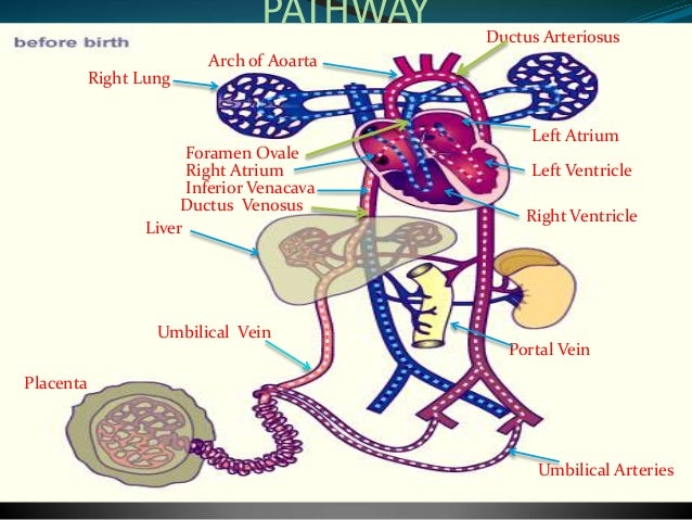 Fetal Circulation
