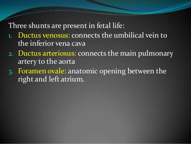 Fetal Circulation