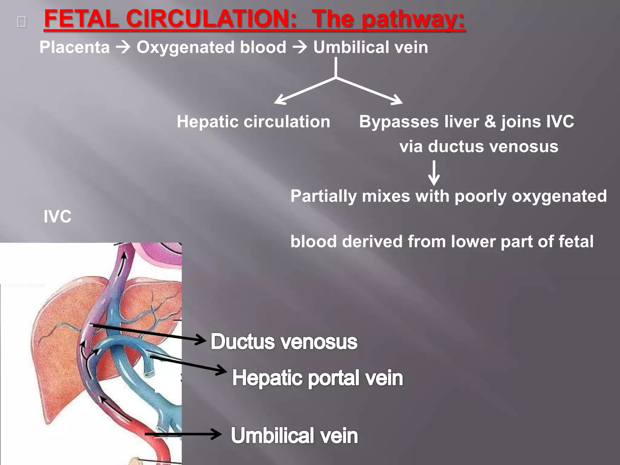 Fetal circulation by dr.srikanta biswas | PPTX