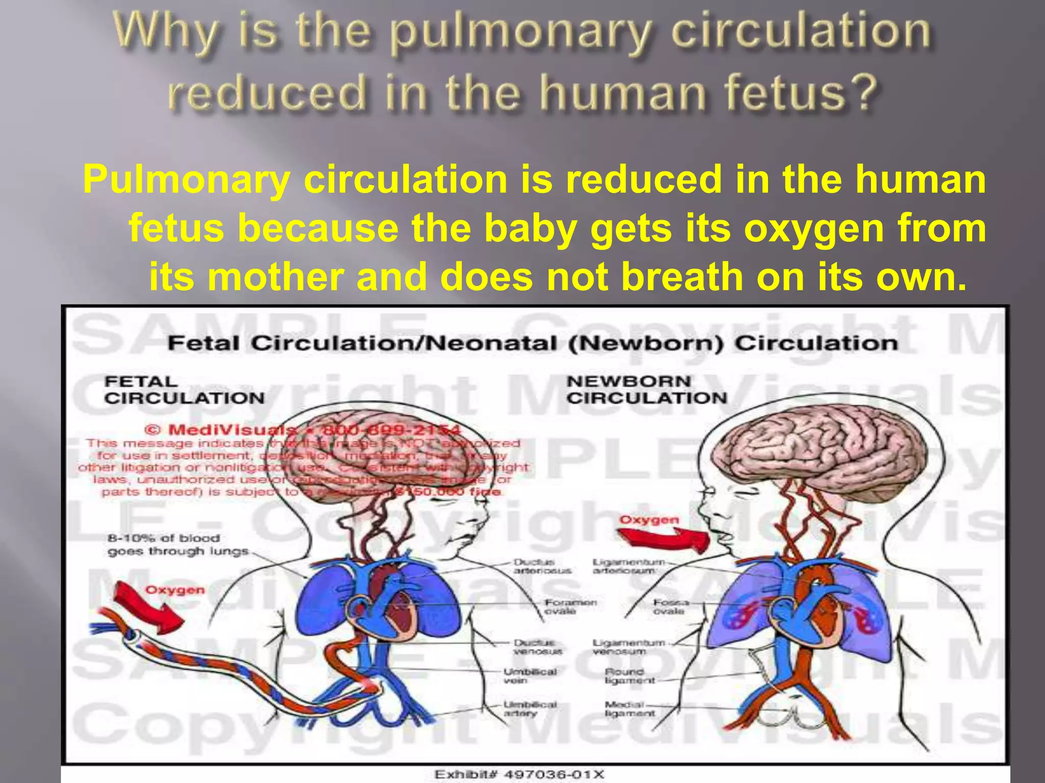 Fetal circulation by dr.srikanta biswas | PPTX
