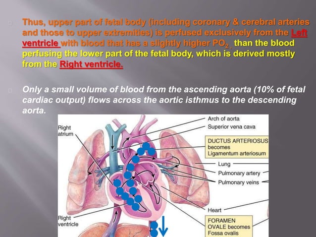 Fetal circulation by dr.srikanta biswas | PPT
