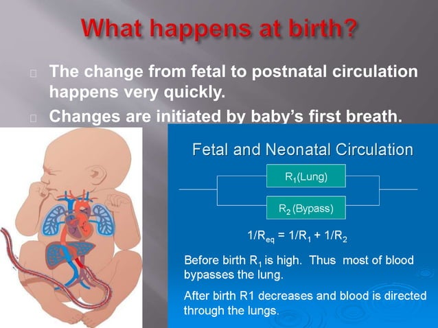 Fetal circulation by dr.srikanta biswas | PPT