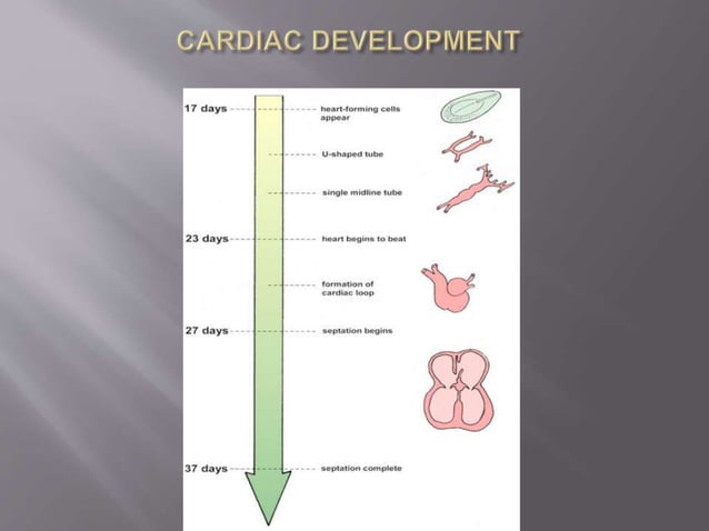 Fetal circulation by dr.srikanta biswas | PPT