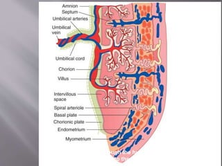 Fetal circulation by dr.srikanta biswas | PPT