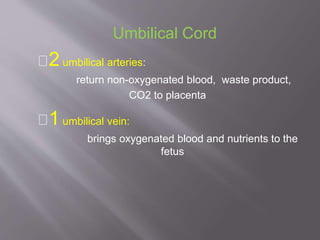 Fetal circulation by dr.srikanta biswas | PPT