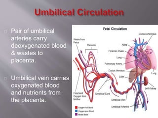 Fetal circulation by dr.srikanta biswas | PPT