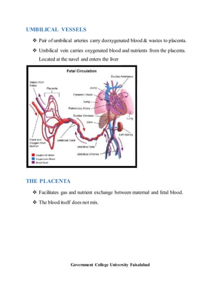 Umbilical Vein Oxygenated Or Deoxygenated