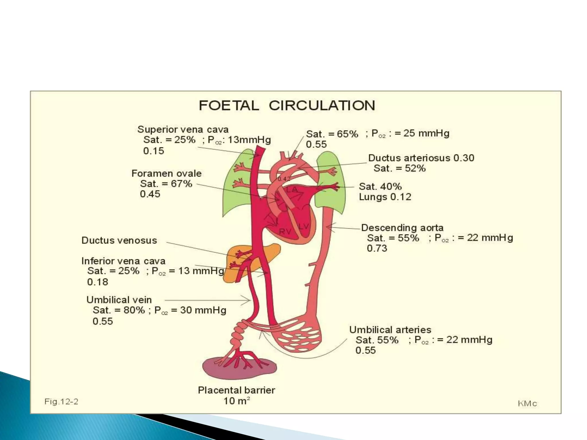 Fetal circulation | PPTX