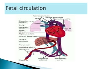 Fetal Circulation Model Labeled