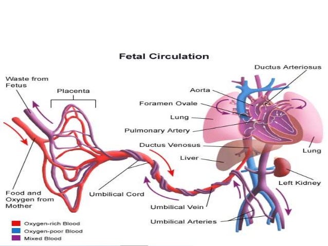 Fetal circulation
