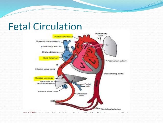 Fetal circulation